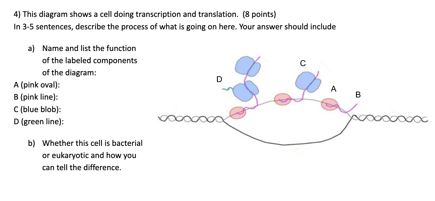 Transcription Diagram Labeled