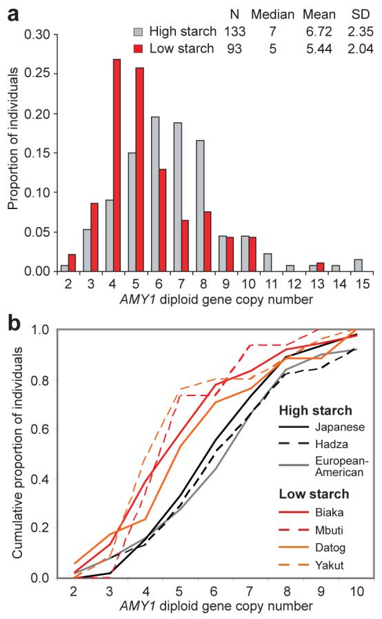 Solved Part 1.3: Amylase Copy Number and Human Evolutionary | Chegg.com