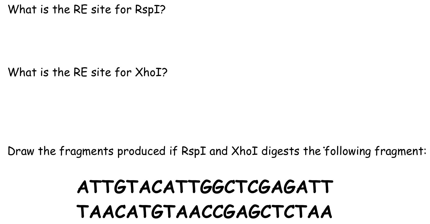 Solved What is the RE site for RspI? What is the RE site for | Chegg.com