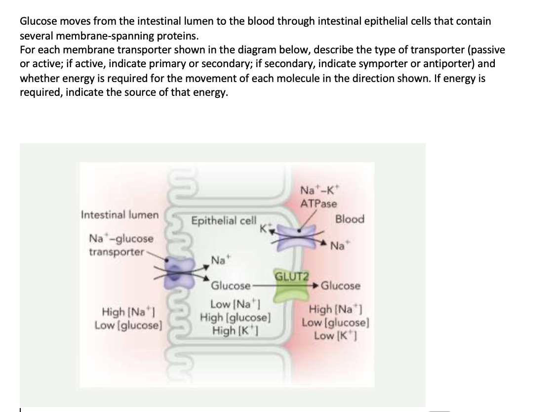 Solved Glucose moves from the intestinal lumen to the blood | Chegg.com