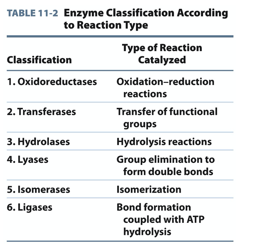 Solved TABLE 11-2 Enzyme Classification According to | Chegg.com
