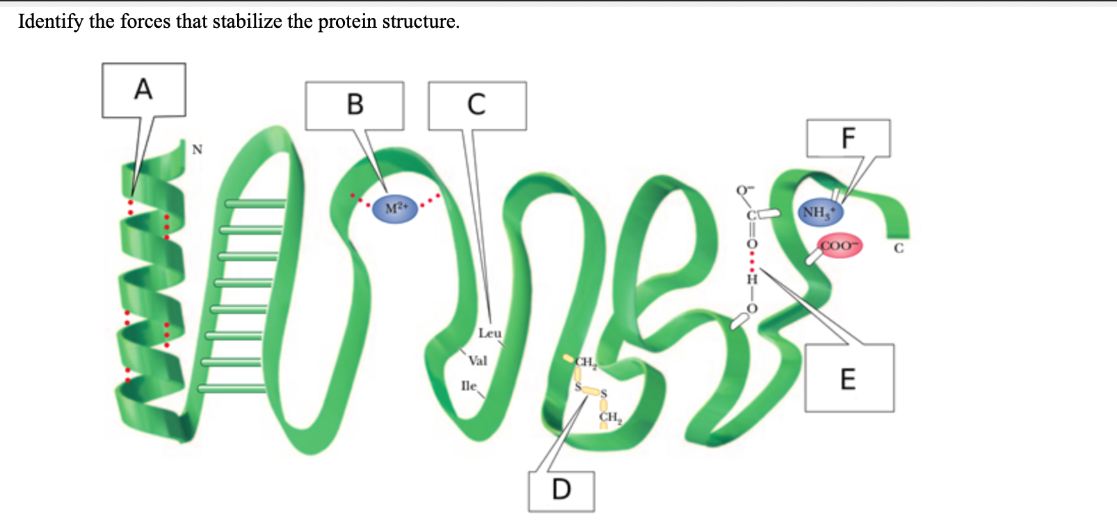 Solved Identify the forces that stabilize the protein | Chegg.com