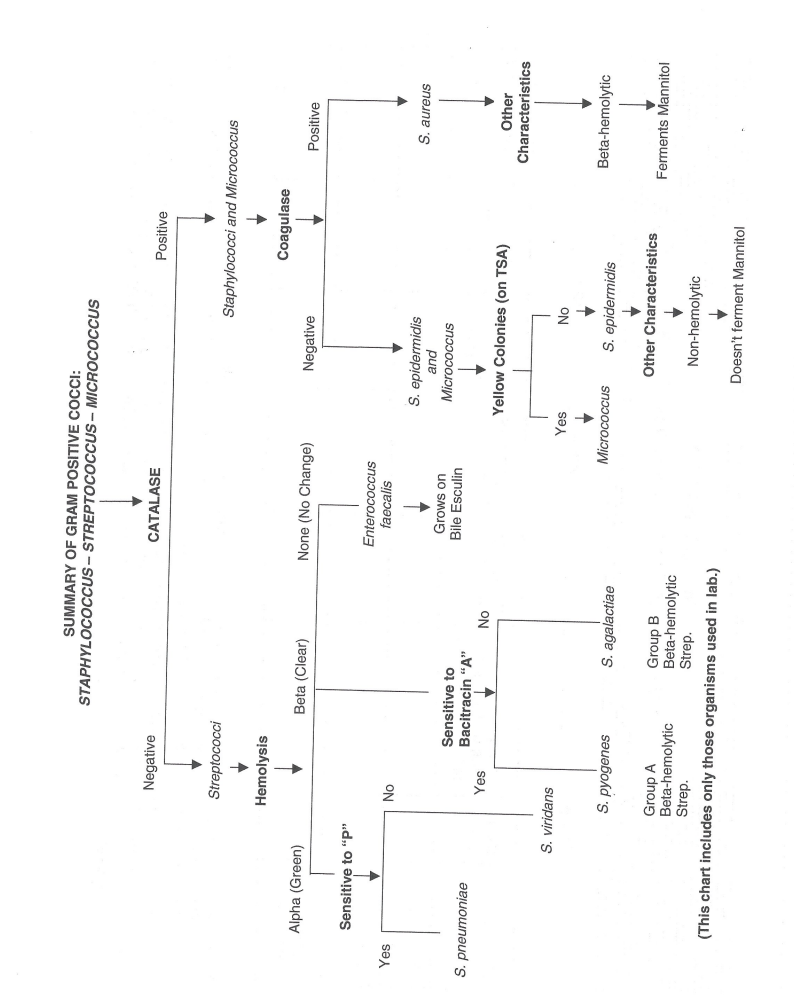 Solved SUMMARY OF GRAM POSITIVE COCCI: STAPHYLOCOCCUS - | Chegg.com