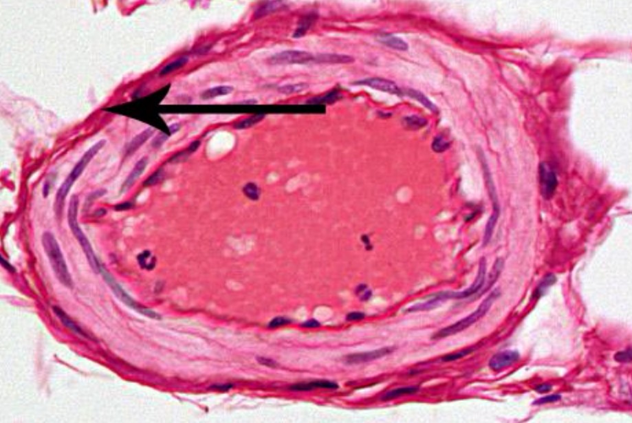 Solved The indicated layer of the blood vessel wall | Chegg.com