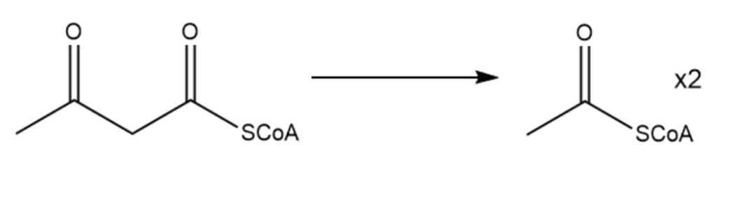 Solved ii- x2 SCOA SCOA | Chegg.com
