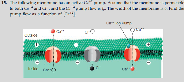 15. The following membrane has an active ca+2 pump. | Chegg.com