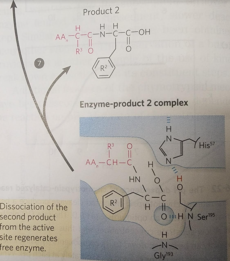 Solved When substrate binds, the side chain of the residue | Chegg.com