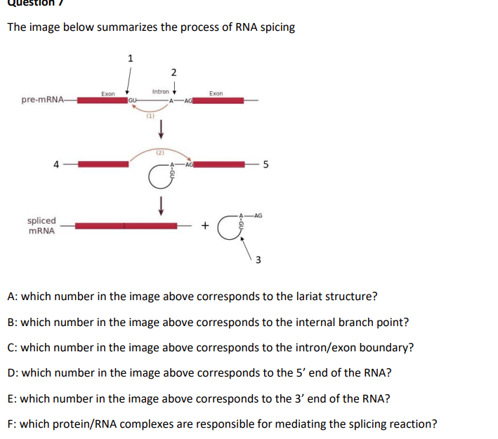 Solved The image below summarizes the process of RNA spicing | Chegg.com