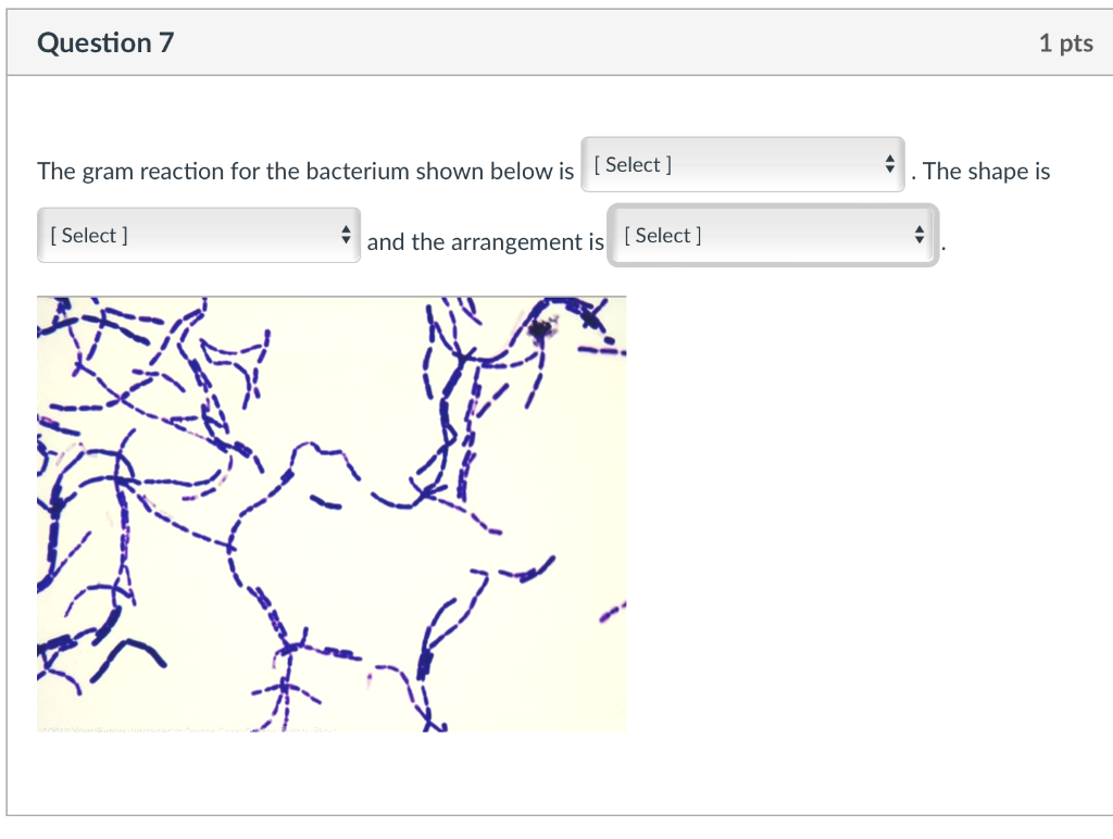 Solved 1. gram negative or gram positive? 2. spiral, cocci, | Chegg.com