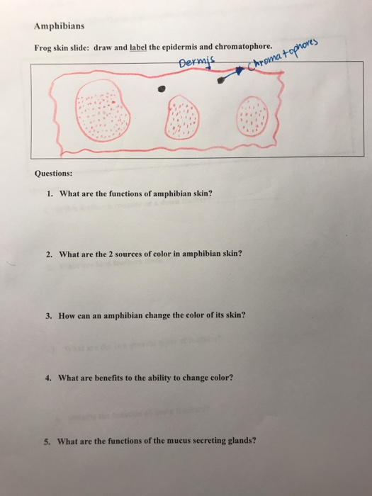 Solved Amphibians CS Frog skin slide: draw and label the | Chegg.com