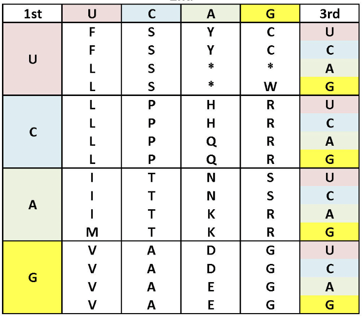 Solved Translate the following RNA sequence by using the | Chegg.com