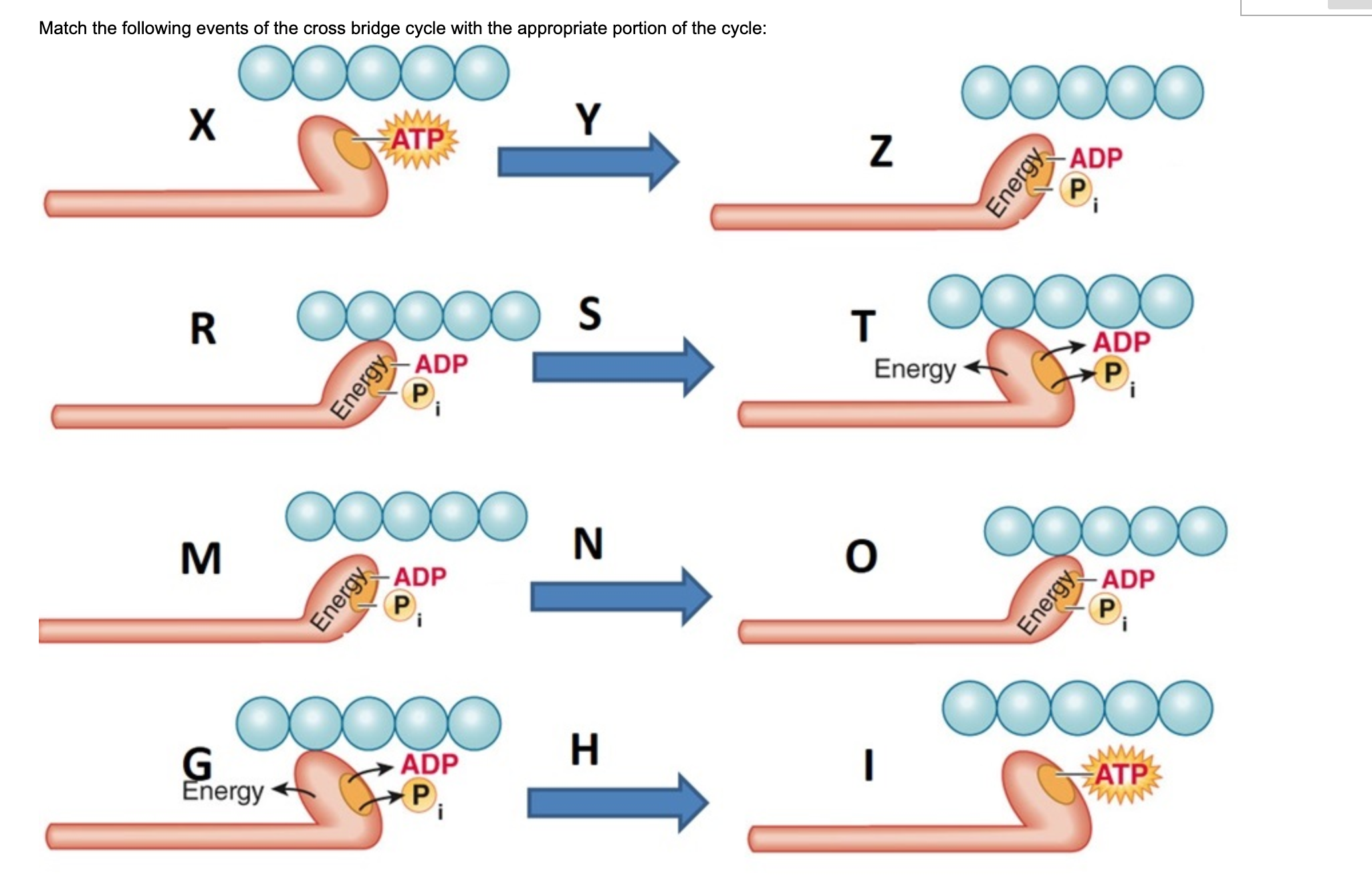 Solved Match the following events of the cross bridge cycle | Chegg.com