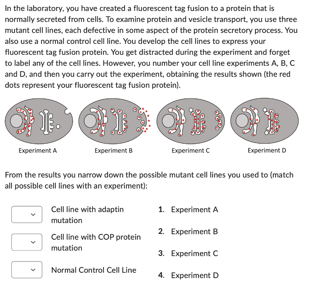 Solved In the laboratory, you have created a fluorescent tag | Chegg.com