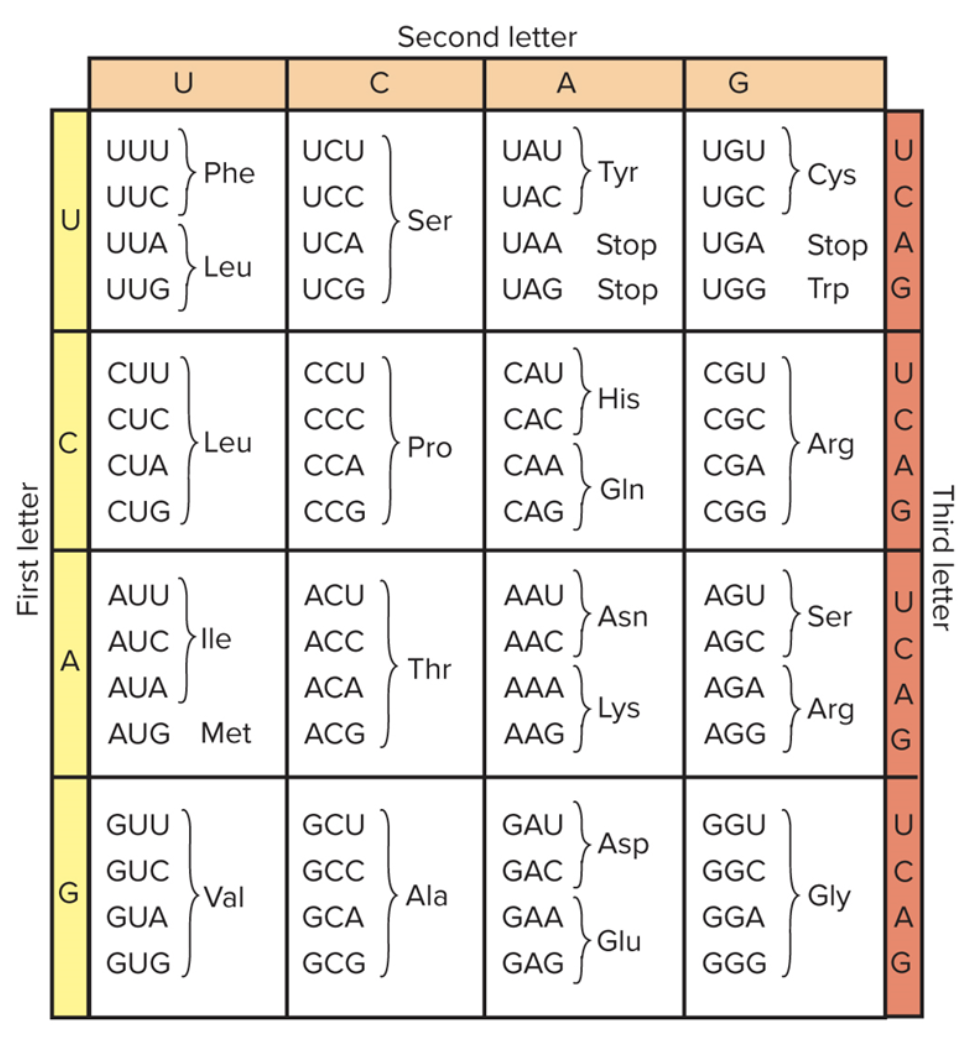 Solved The table shows the amino acids corresponding to | Chegg.com