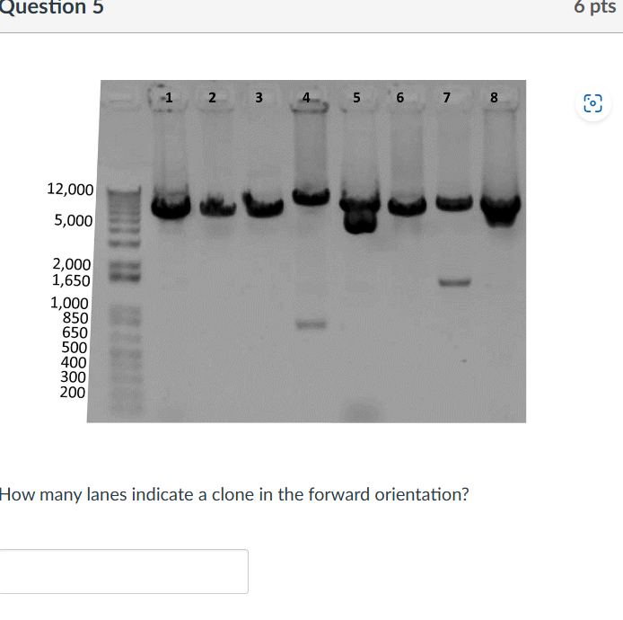 Solved Question 5How many lanes indicate a clone in the | Chegg.com