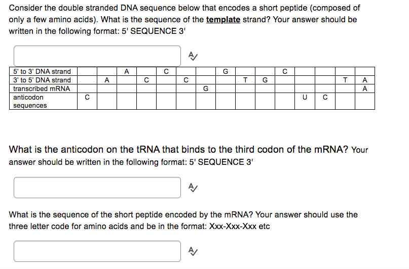 Solved Consider the double stranded DNA sequence below that | Chegg.com
