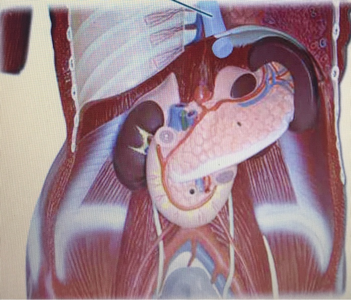 Solved Identify the highlighted structure. | Chegg.com