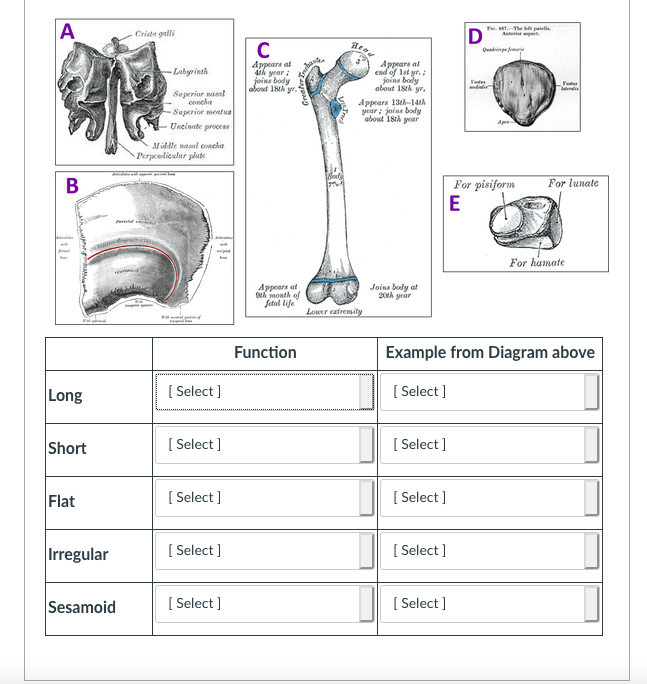 Solved Match the following to label the sutures. A B egory C | Chegg.com