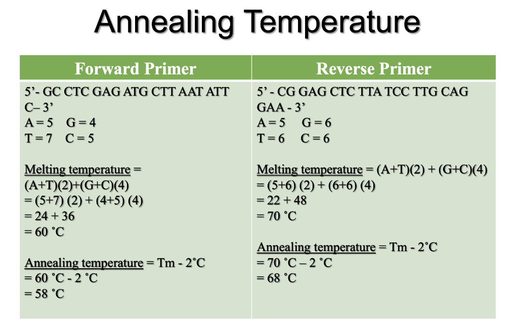 Solved For this specifc DNA sequence (BipD) design a forward | Chegg.com