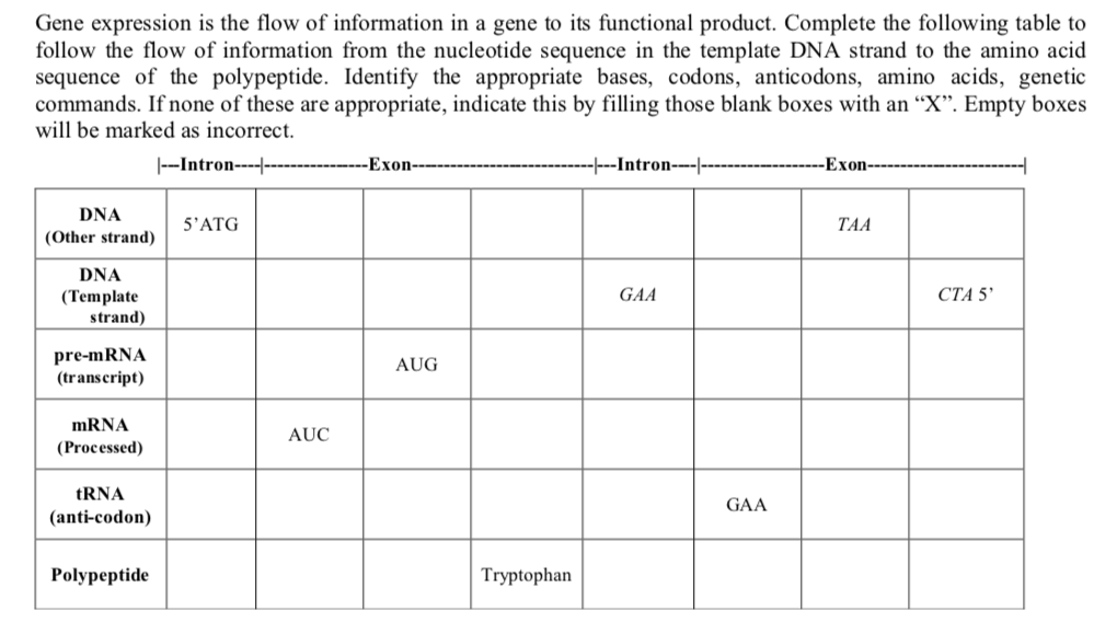 Solved Gene expression is the flow of information in a gene | Chegg.com