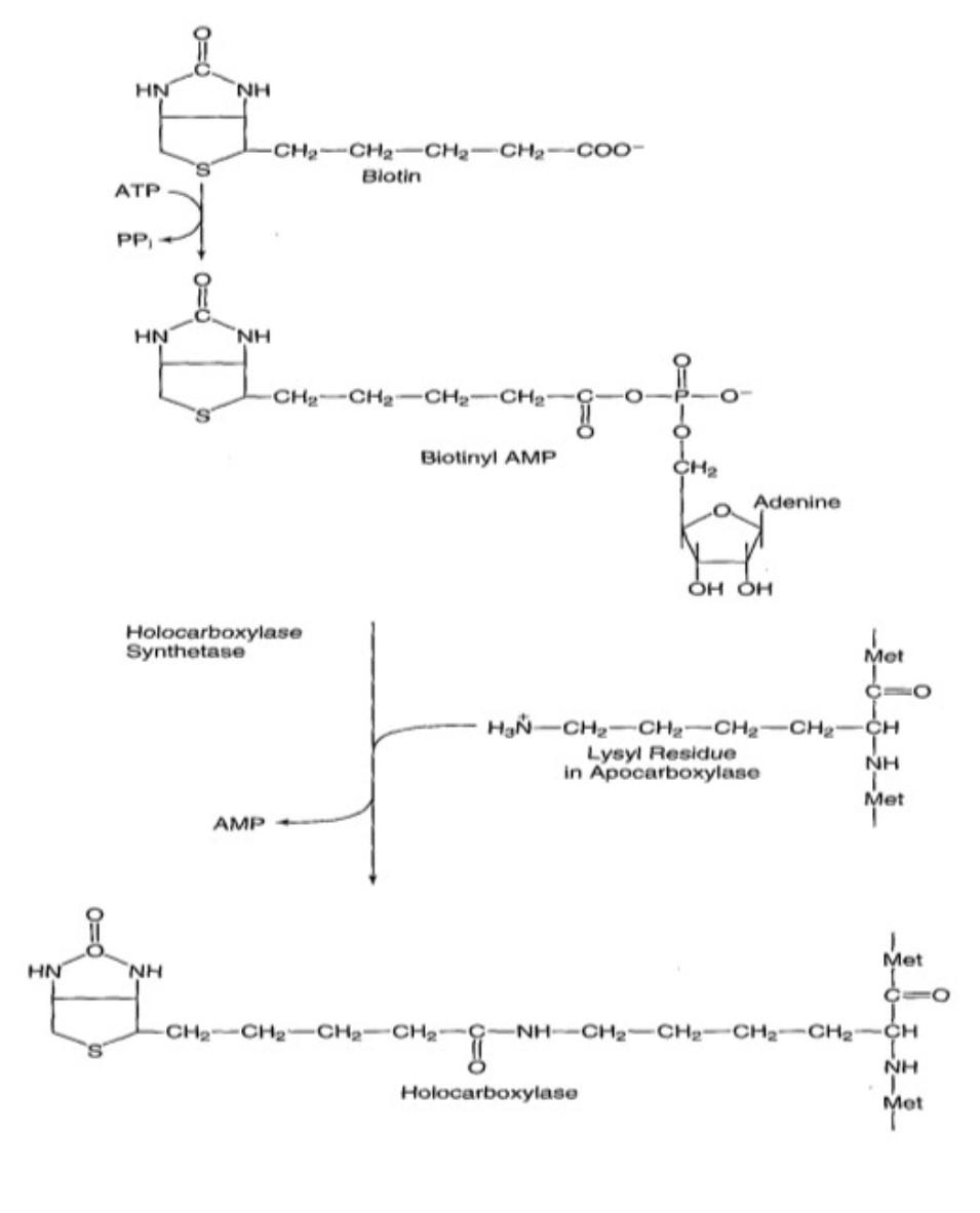 Solved The diagram below depicts the biotinylation reaction | Chegg.com