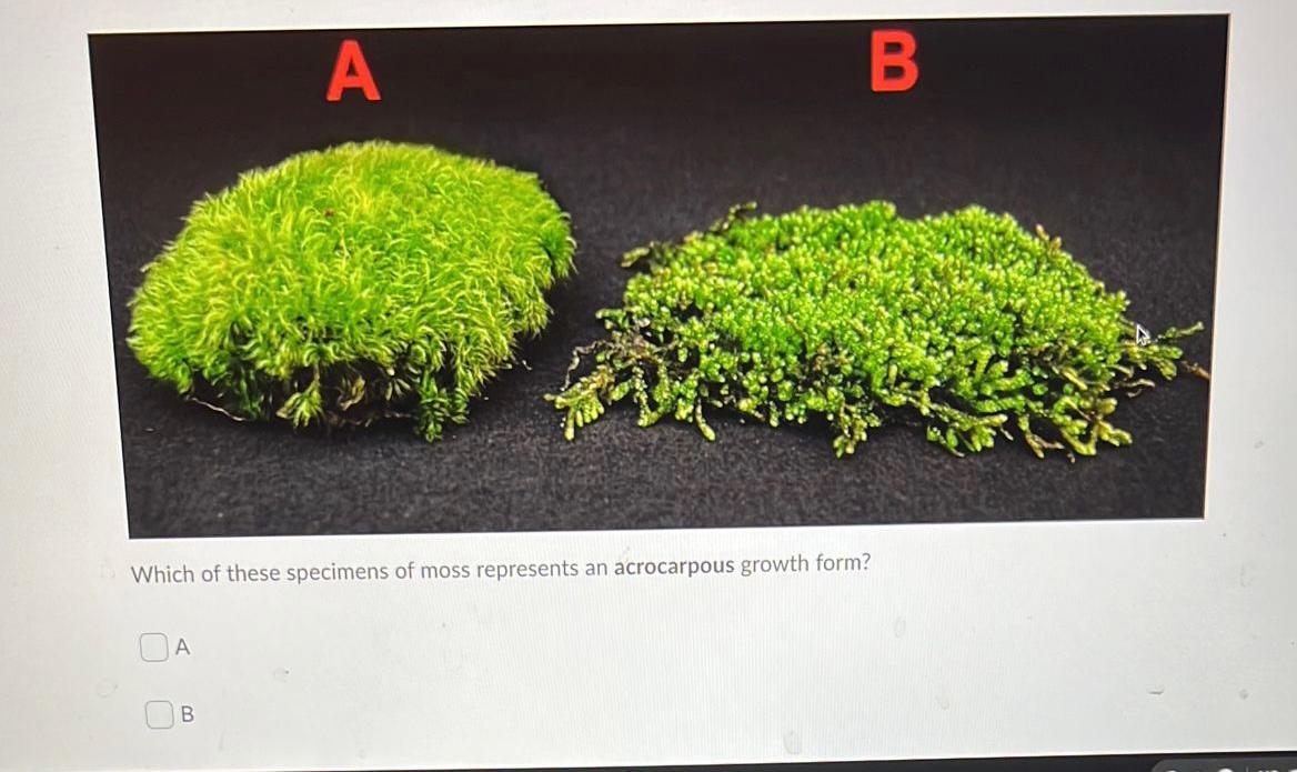 Solved A B. Which of these specimens of moss represents an | Chegg.com