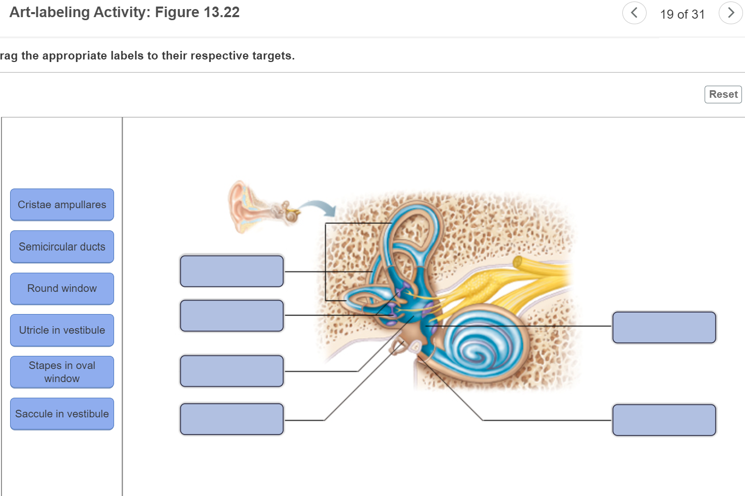 Solved Art-labeling Activity: Figure 13.21b (2 of 2) Drag | Chegg.com