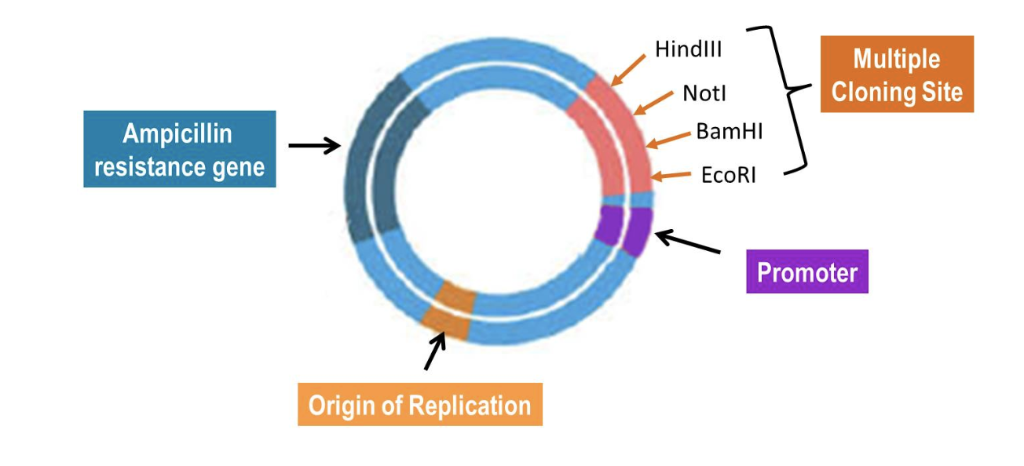Solved You are interested in a particular segment of DNA and | Chegg.com