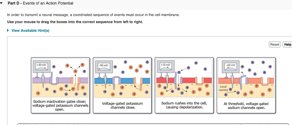 Solved In order to transmit a neural message, a coordinated | Chegg.com