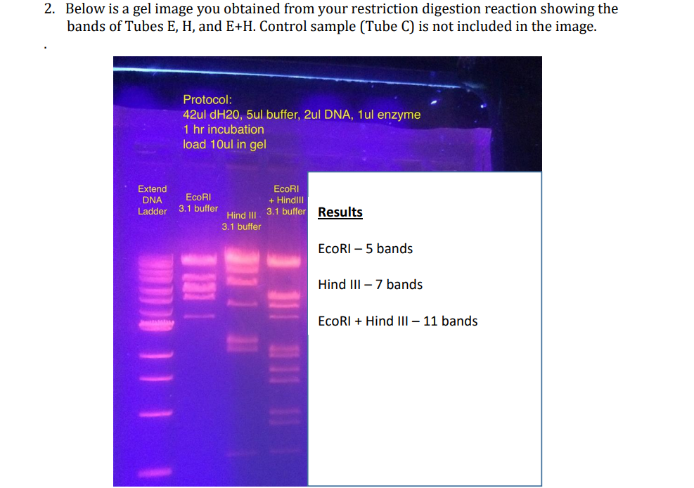 Solved 2. Below is a gel image you obtained from your | Chegg.com
