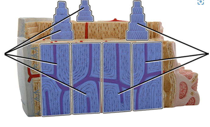 Solved Multiple Choice O O O O Endosteum Spongy bone | Chegg.com