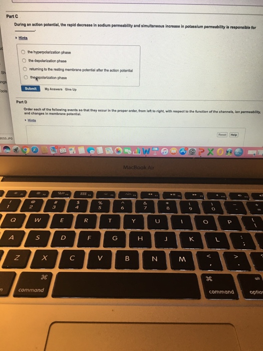 Solved Part C During an action potential, the rapid decrease | Chegg.com