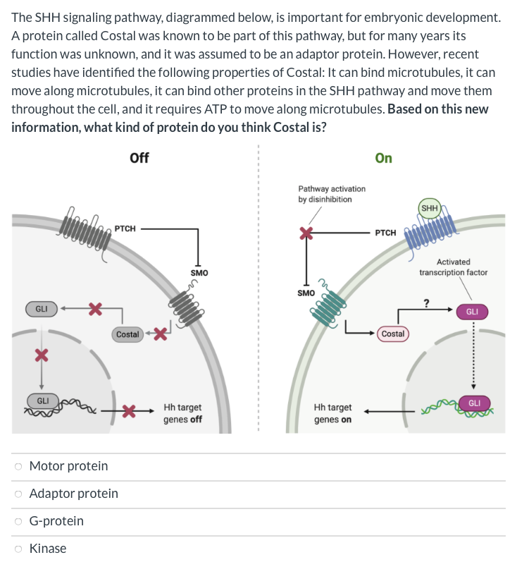 Solved The SHH signaling pathway, diagrammed below, is | Chegg.com