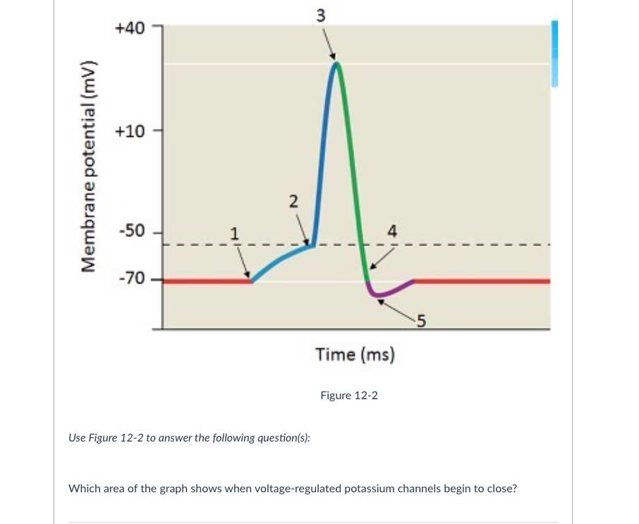 Solved 3 +40 +10 Membrane potential (mv) 2 -50 4 -70 5 Time | Chegg.com