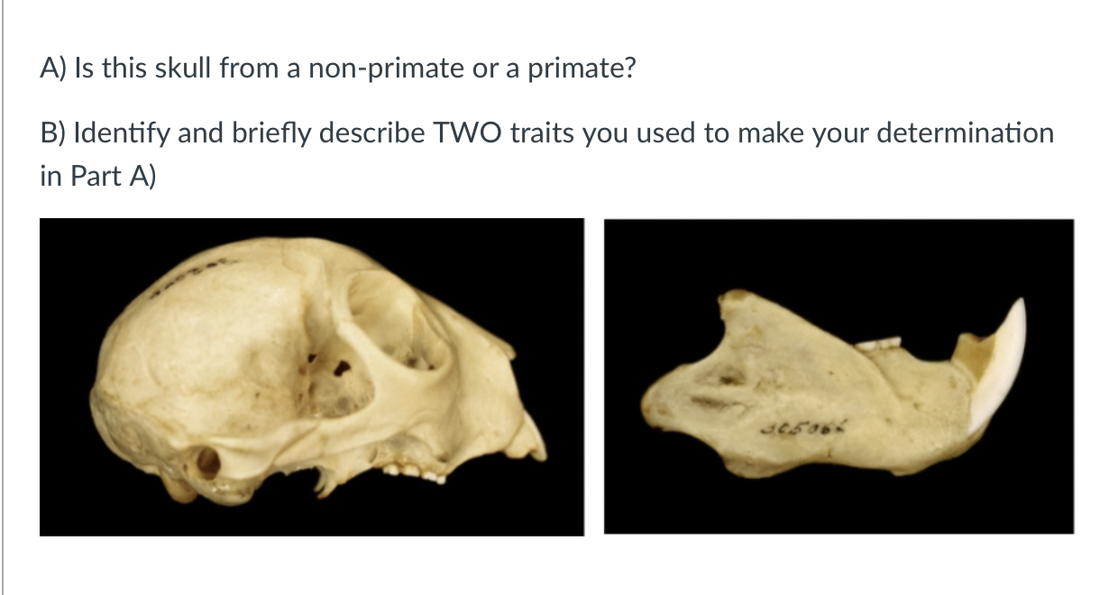 Solved A) Is this skull from a non-primate or a primate? B) | Chegg.com