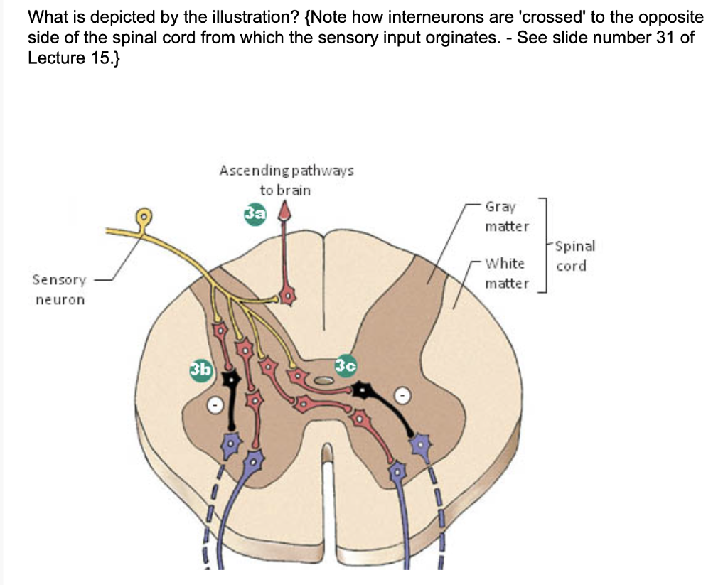 Interneuron Spinal Cord