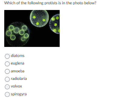 Solved Which of the following protists is in the photo | Chegg.com