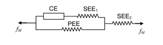 Solved For the Hill-type model illustrated below, express | Chegg.com