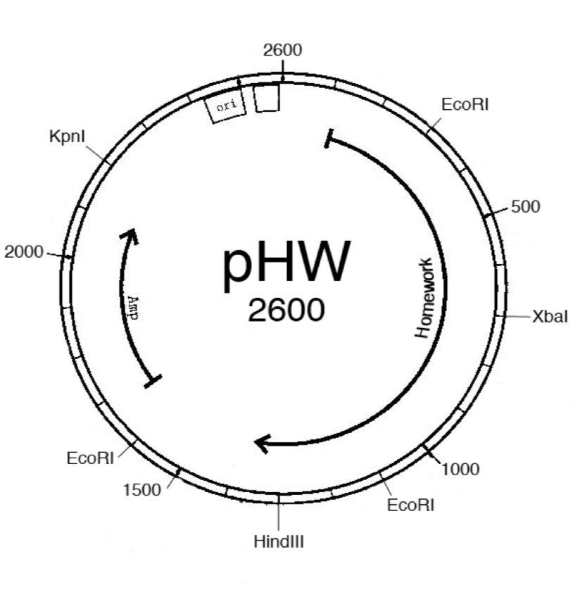 Solved A map of plasmid Homework (pHW) is shown below. Don't | Chegg.com