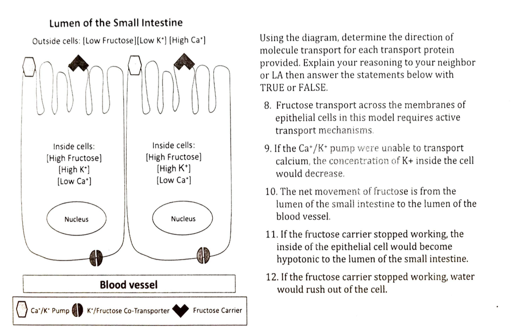 Solved Lumen of the Smal Intestine Using the diagram, | Chegg.com