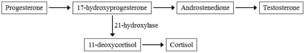 Solved The attached diagram (Cortisol Synthesis Pathway.jpg) | Chegg.com