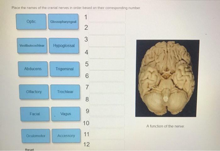 Solved Place the names of the cranial nerves in order based | Chegg.com