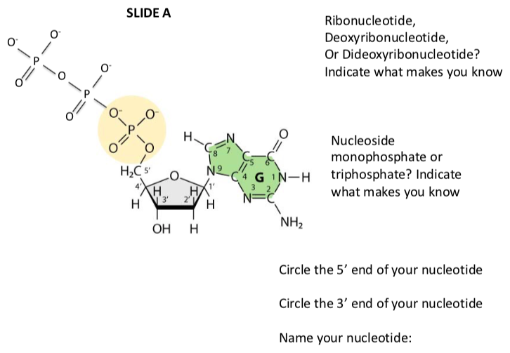 Solved SLIDE A o 0 Ribonucleotide, Deoxyribonucleotide, Or | Chegg.com