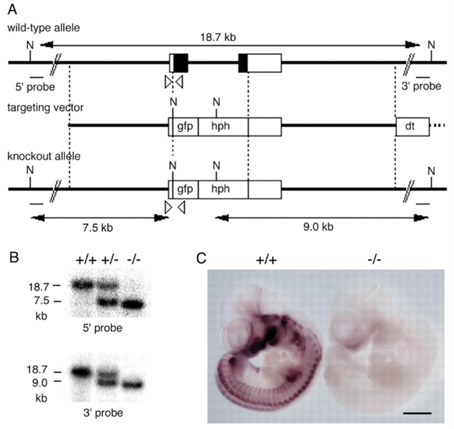 Solved The figure below depicts a knockout genetic construct | Chegg.com