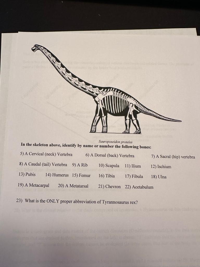 In the skeleton above, identify by name or number the | Chegg.com