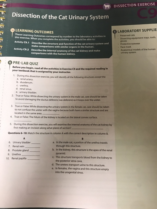 Solved DISSECTION EXERCISE Dissection of the Cat Urinary | Chegg.com