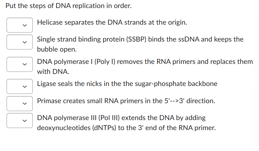 Solved Put the steps of DNA replication in order. Helicase | Chegg.com