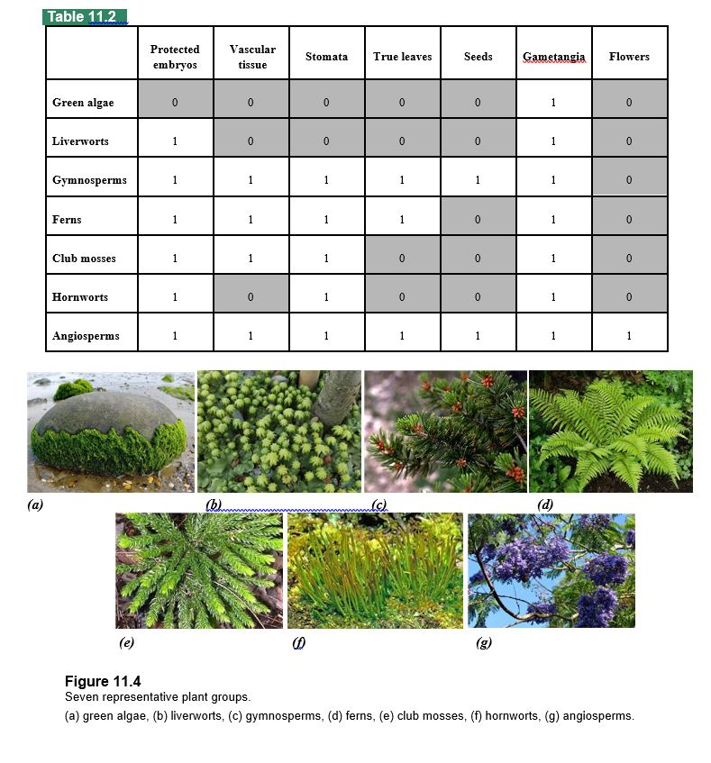 Solved Using the filled in character matrix presented in | Chegg.com