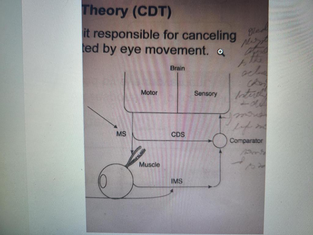 Solved Theory (CDT) it responsible for canceling led by eye | Chegg.com