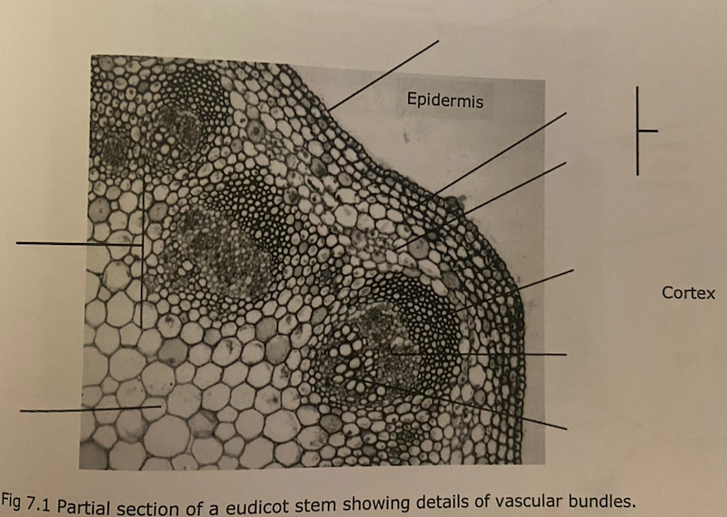 Solved PLANT STRUCTURE: STEMS AND ROOTS STEM ANATOMY: Q: | Chegg.com